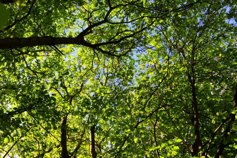 Dense Growing Tree Tops with Fresh Foliage Stock Photo - Image of dicht ...