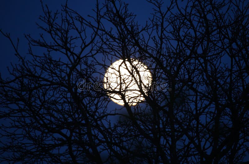 View Beyond Leafless Bare Branches of Tree on Bright Full Moon ...