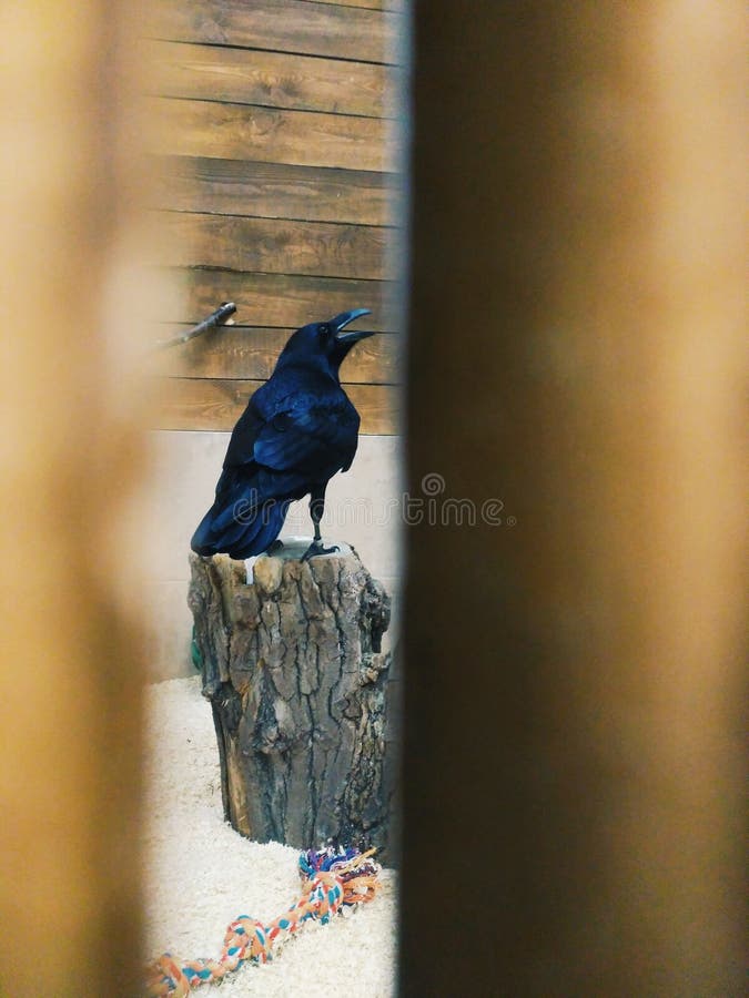View of the Big Black Crow in the Aviary on the Stump Stock Image ...