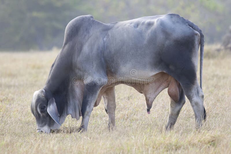 View of a big brahma bull stock image. Image of huge - 314410557