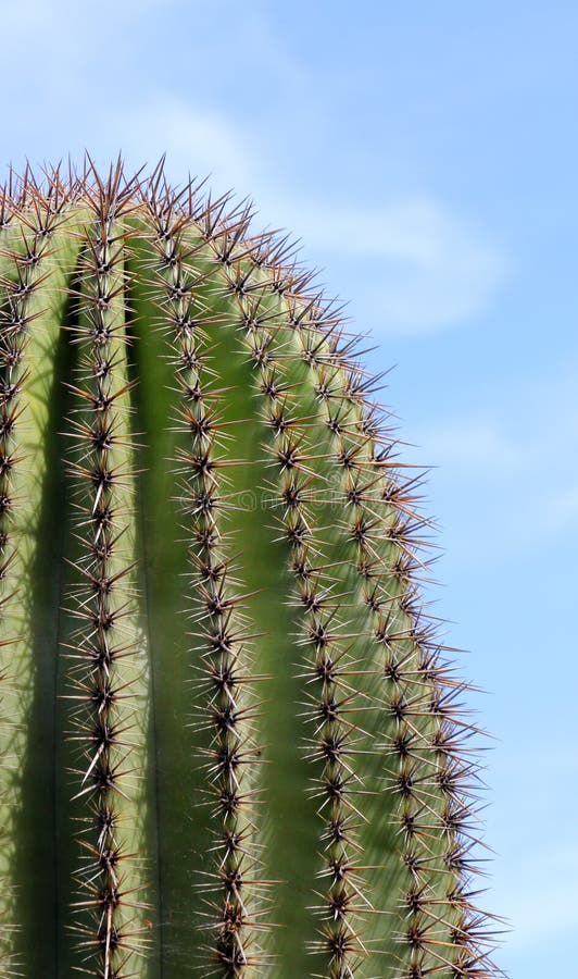 Top View of Cactus and Succulents Stock Image - Image of developing ...