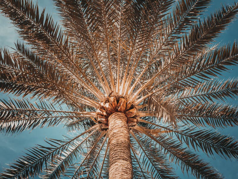 View on a Big Palm Tree from Below Against the Sky Stock Image - Image ...