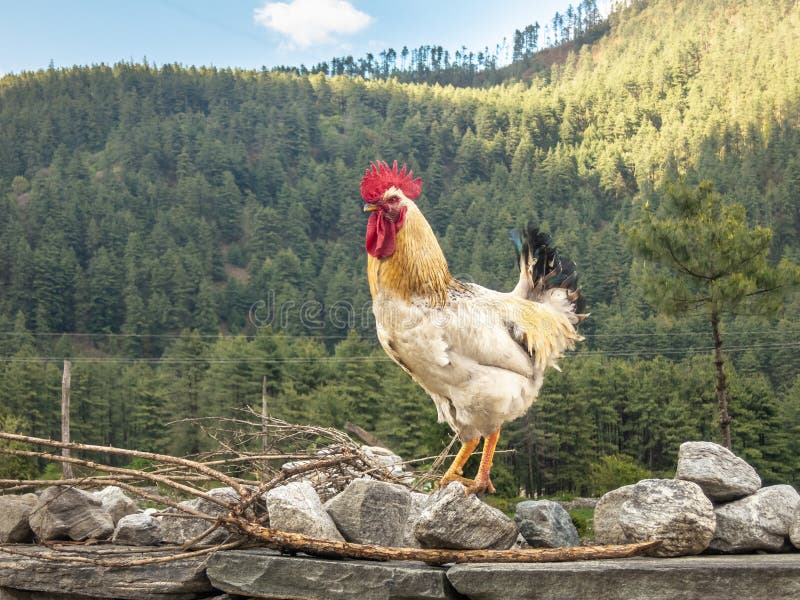 View of a Big Roster Perching on Rocks in a Farm Stock Image - Image of ...