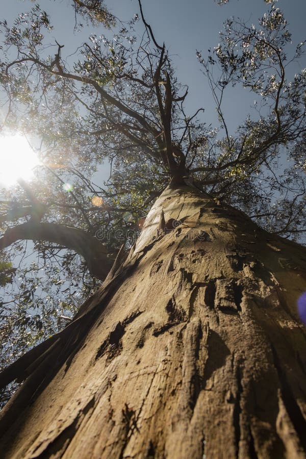 View of a Big Tree from Below. the Base of the Trunk Stock Image ...
