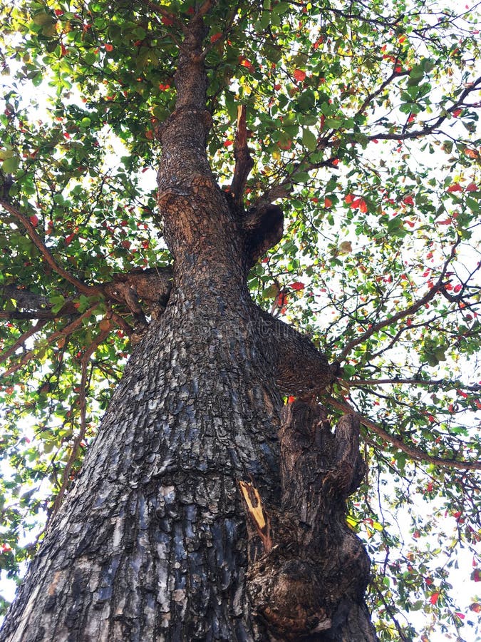 View of the Big Tree at the Bottom. Huge Branchy Tree Stock Image ...