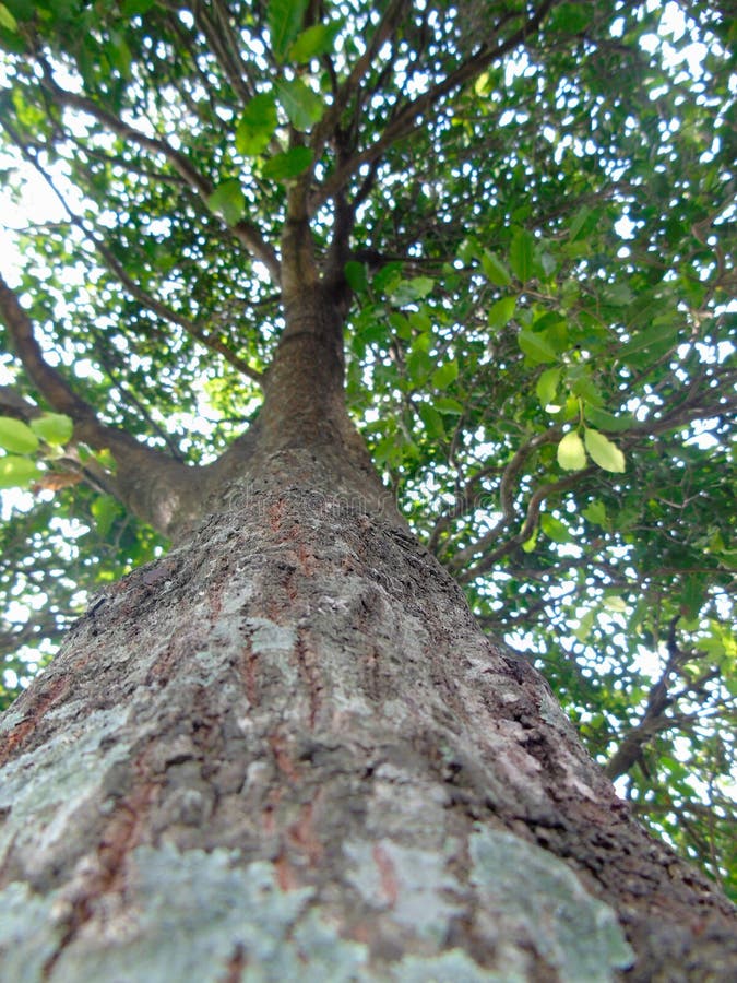 View of Big Tree from Under Side Stock Image - Image of produce, forest ...