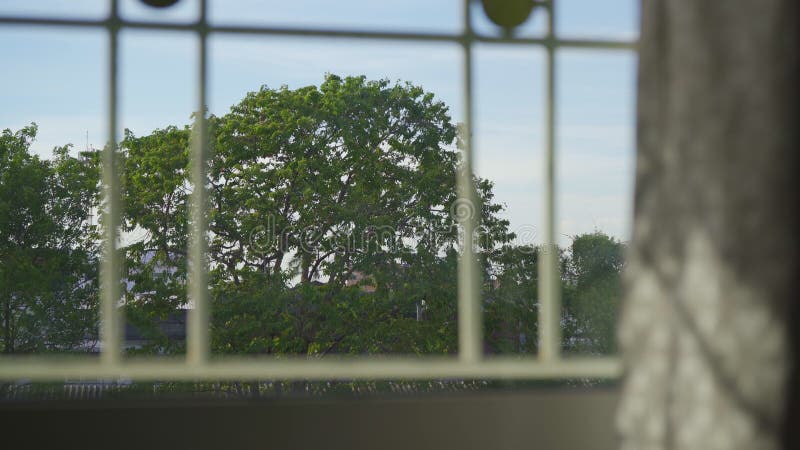 View of Big Tree from the Window Stock Footage - Video of abstract ...