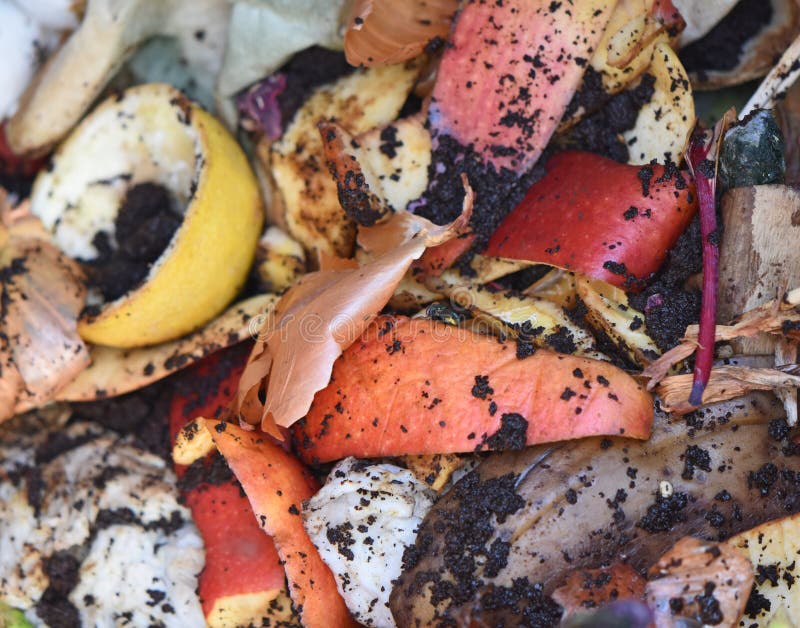 Bio Container With Various Organic Wastes For Recycling Stock Photo ...