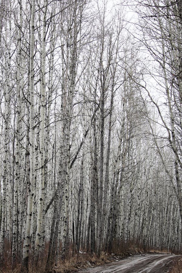 View of a Birch Forest in Spring Stock Photo - Image of nature, canada ...