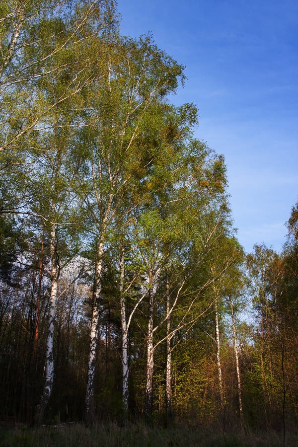 View of Birch in the Sun in the Forest Stock Photo - Image of grass ...