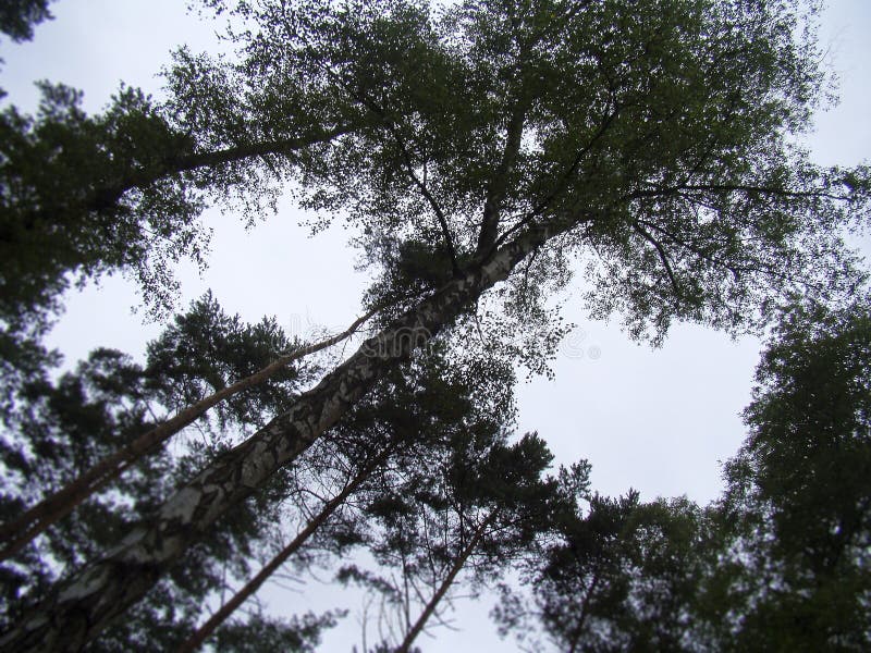 View through the Birch Tree Tops Stock Image - Image of panorama ...