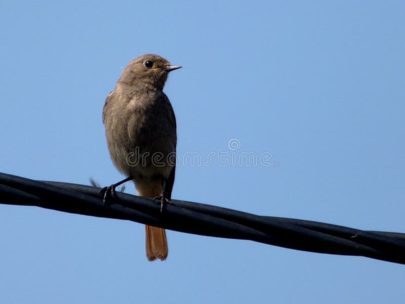 View of bird in front stock photo. Image of blue, flowers - 151791050