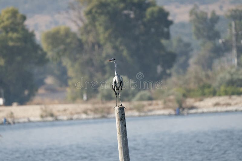 A bird on a pillar stock photo. Image of forest, bank - 165056692