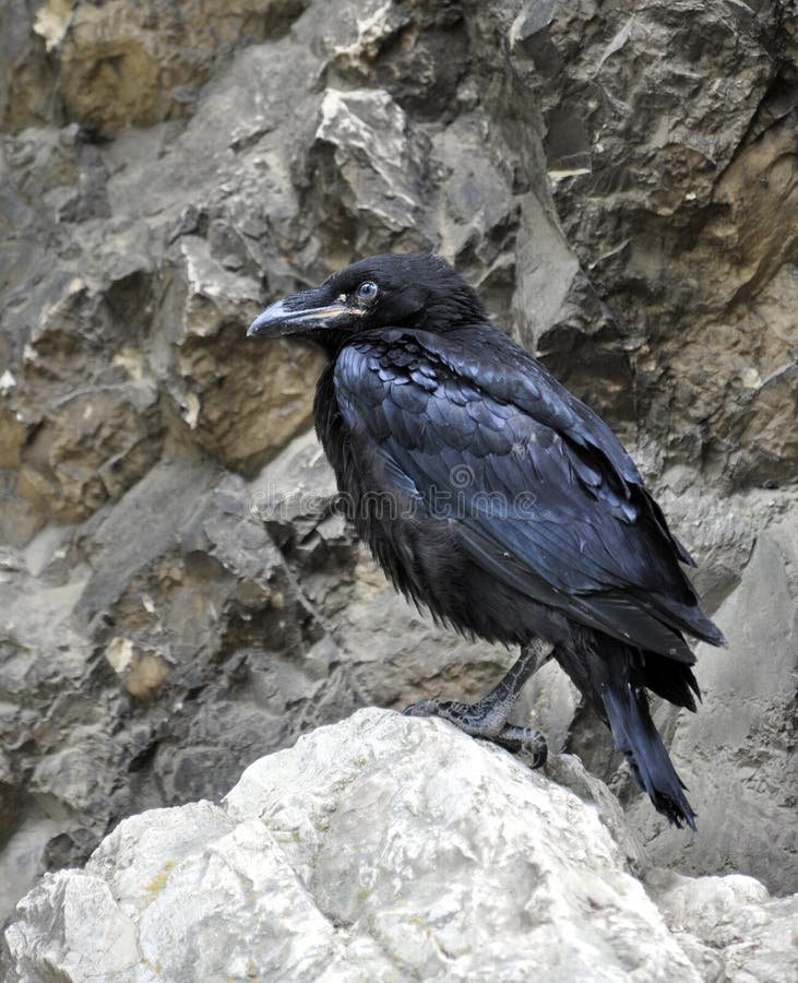 View of the Bird - the Raven Stock Photo - Image of colored, raven ...