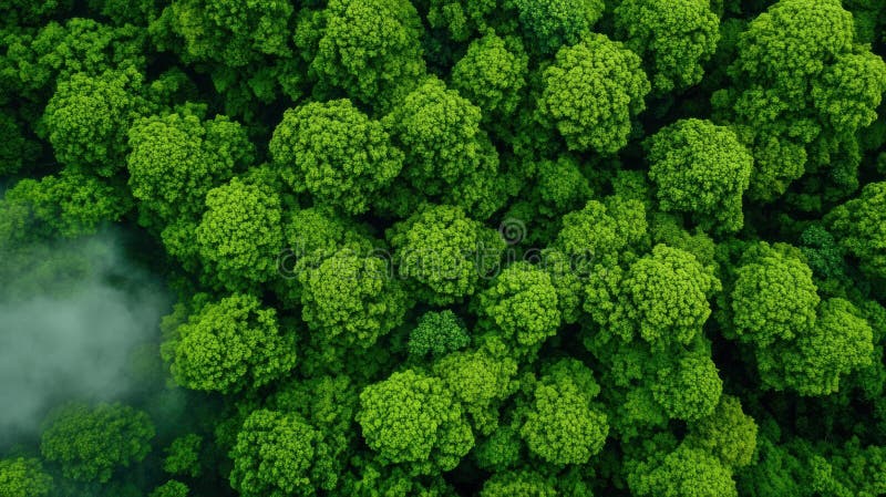 A View of a Bird S Eye View Looking Down on Some Trees, AI Stock Image ...