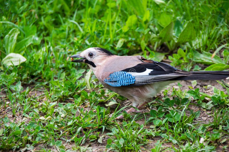 View of a bird stock photo. Image of view, garden, grass - 109689206