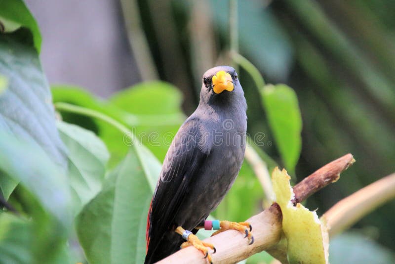 A view of a Bird stock photo. Image of cockeral, macaw - 261724096