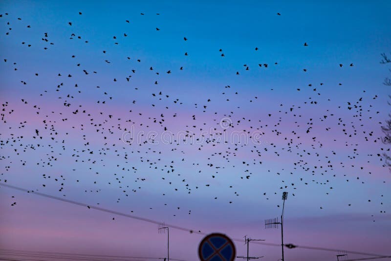 View of Birds Crowd in Blue Sky Stock Image - Image of crowd, group ...