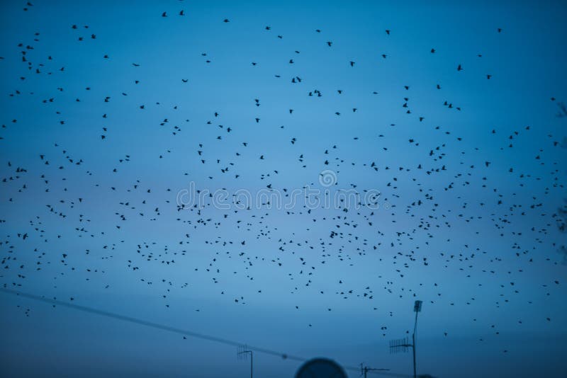 View of Birds Crowd in Blue Sky Stock Image - Image of flying, crowd ...