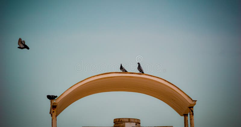View of Birds Standing on a Wooden Canopy Stock Image - Image of bright ...