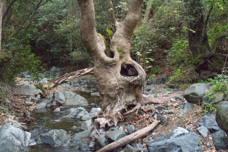 Bizarre Shaped Trunk Tree in a Forest Stock Photo - Image of weird ...