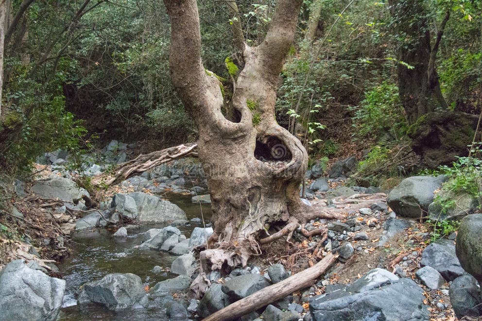 Bizarre Shaped Trunk Tree in a Forest Stock Photo - Image of weird ...