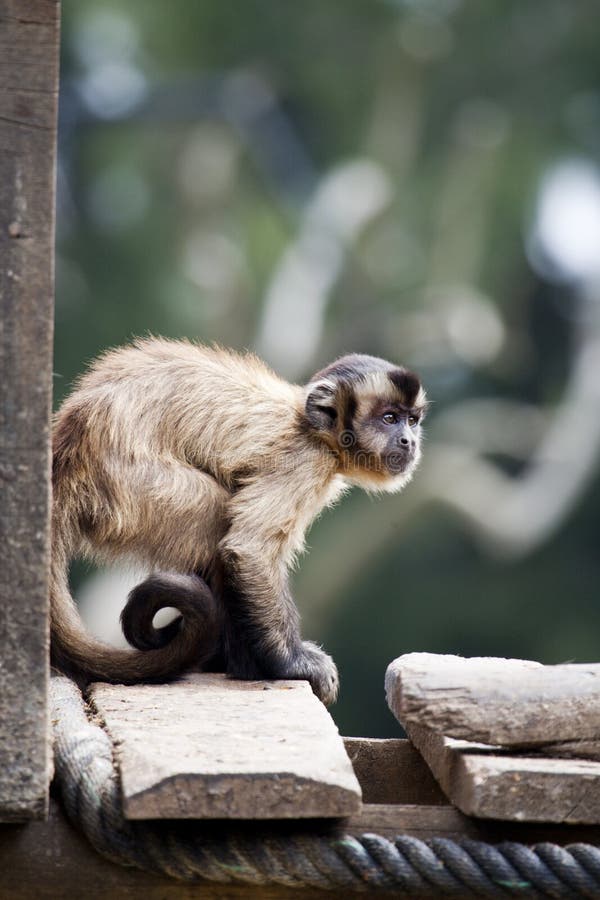 Black-capped Capuchin stock image. Image of tufted, omnivores - 105945919