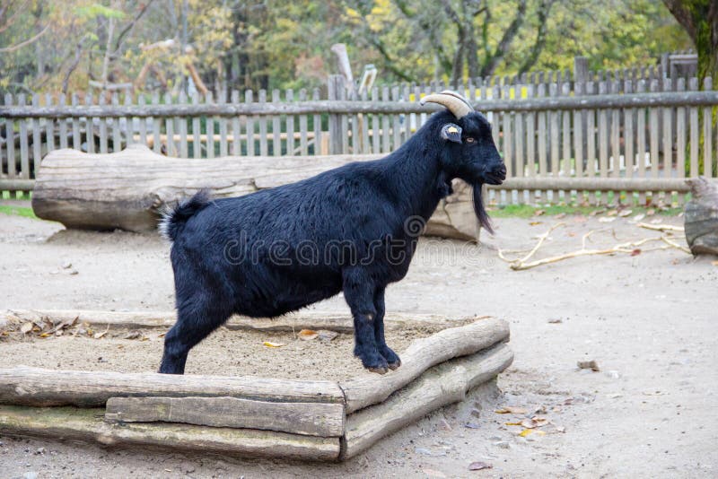 A Black Pygmy Goat, Capra Aegagrus Hircus, Standing in a Sandbox Stock ... A Black Pygmy Goat, Capra Aegagrus Hircus, Standing in a Sandbox Stock ...