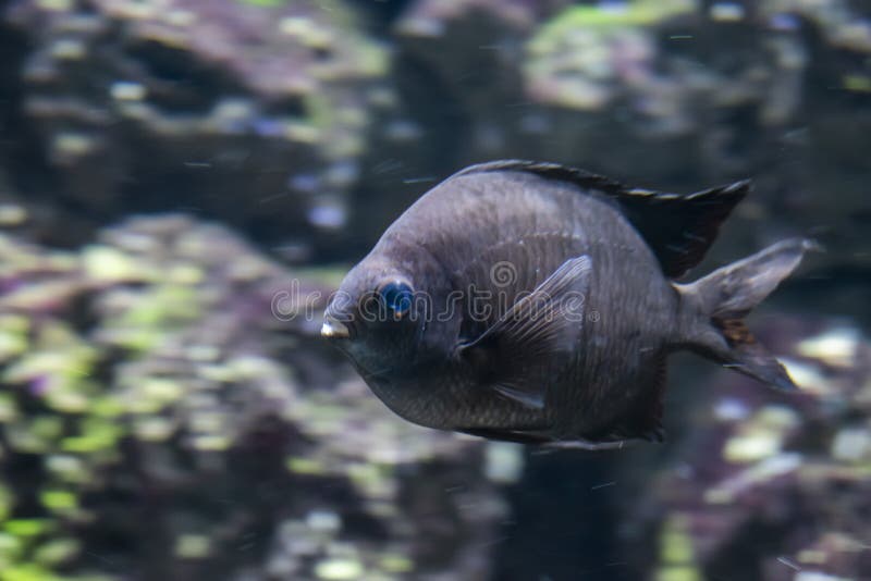View of a Black Tropical Fish Stock Photo - Image of ocean, grey: 153594044