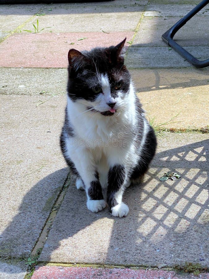A View of a Black and White Cat Stock Image - Image of view, cats ...