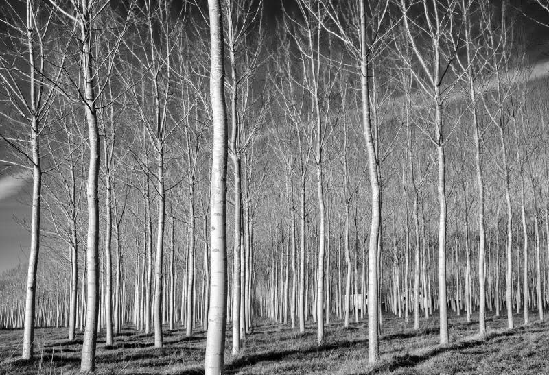 Straight Trees All the Same Stock Image - Image of straight, horizontal ...