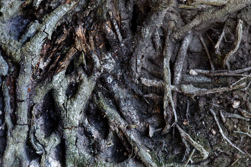 The Roots of a Fallen Tree in a Forest Stock Photo - Image of lofty ...
