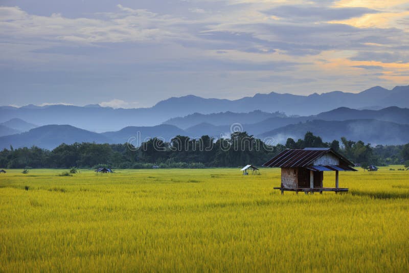 View of Blond Rice Field and Mountains in Thailand Stock Image - Image ...