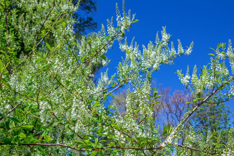 View of Blooming Bird Cherry Tree or Hackberry Tree Stock Photo - Image ...