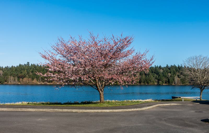 Cherry Tree on Lake 2 stock photo. Image of seattle - 113074278