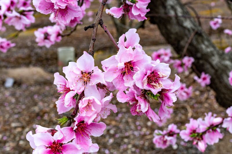 A View on the Blooming Pink Trees Stock Image - Image of yellow, line ...
