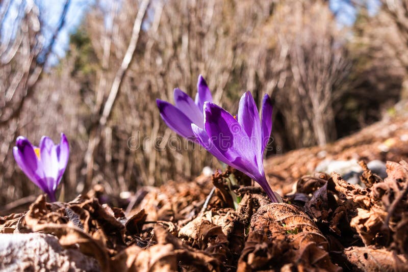 View of Blooming Spring Flowers Crocus Growing in Wildlife. Purple ...