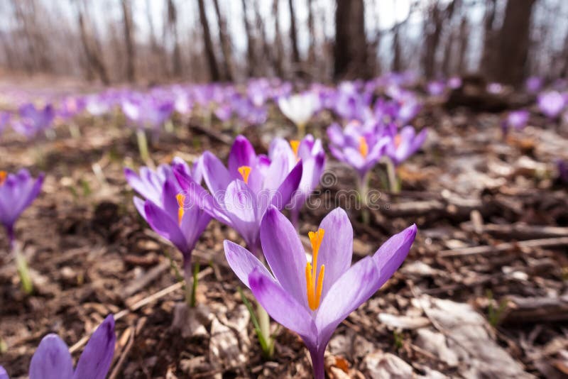 View of Blooming Spring Flowers Crocus Growing in Wildlife. Purple ...