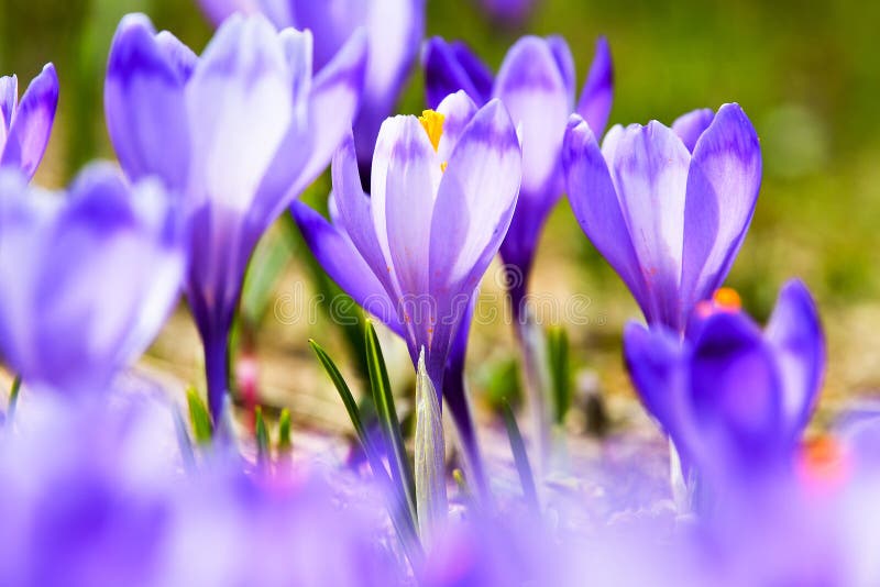 View of Blooming Spring Flowers Crocus Growing in Wildlife. Purple ...