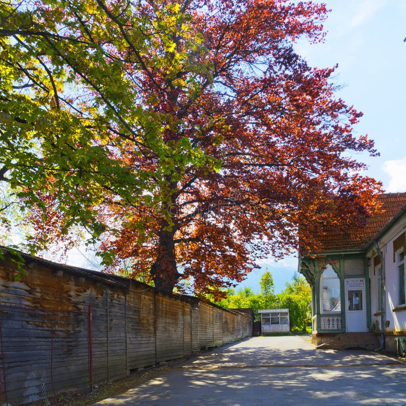 Blooming Tree in Spring at Bran Castle in Transylvania Romania Stock ...