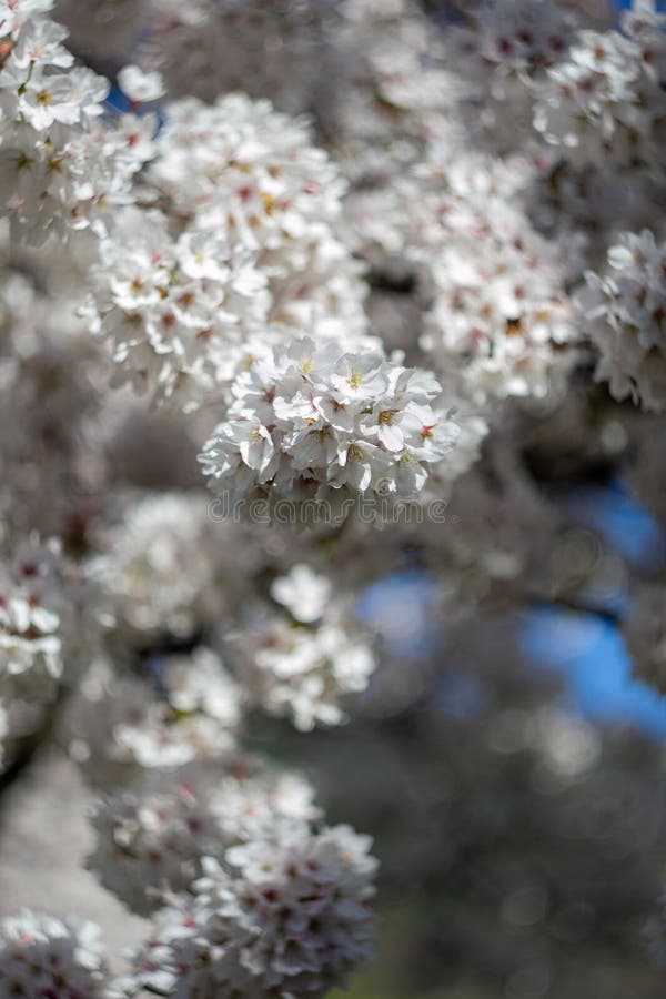 View of Blooming White Cherry Tree Branches in Sunlight Stock Photo ...
