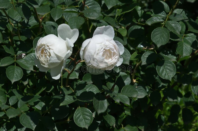 View of Blooming White Roses with Leaves in Garden, Sofia Stock Photo ...