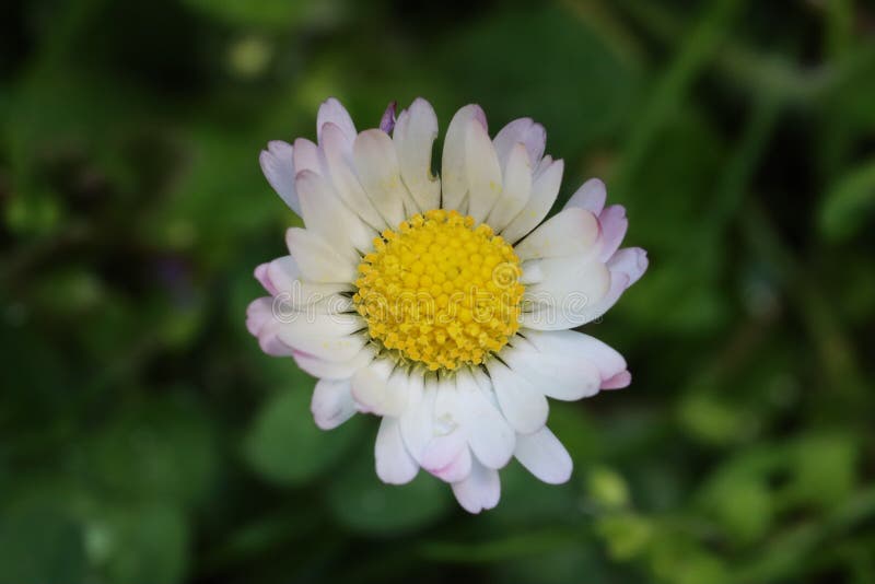 View on a Bloomy Daisy in Spring Stock Photo - Image of yellow, nature ...
