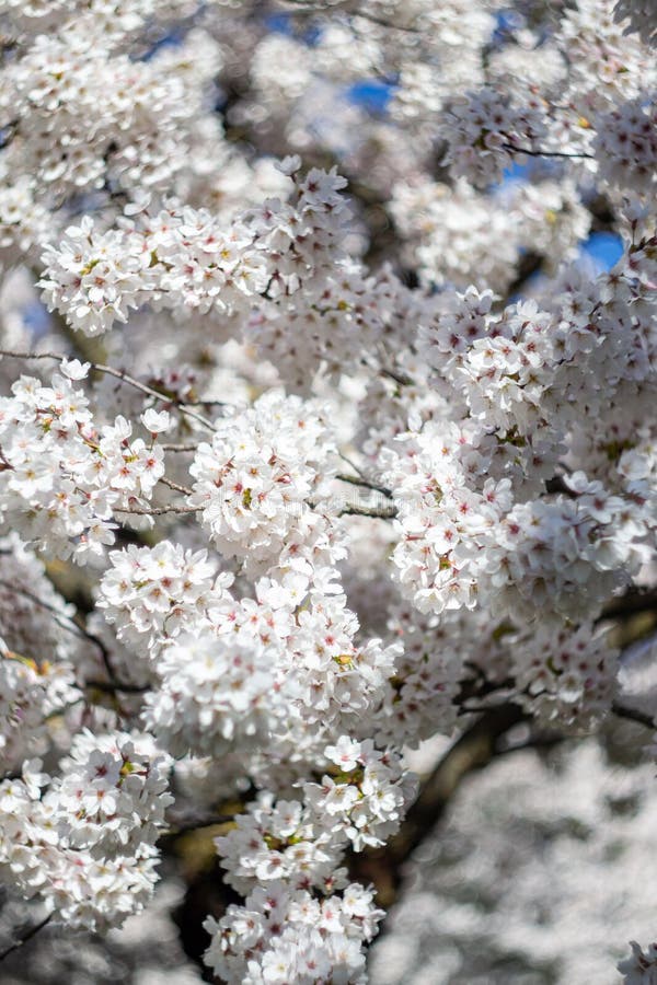View of Blossoming White Sakura Flowers on a Tree Branch. Stock Photo ...