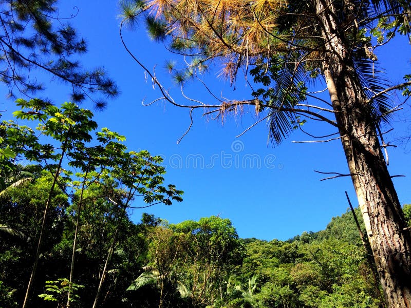 Blue Clean Sky through the Trees Stock Photo - Image of preservation ...
