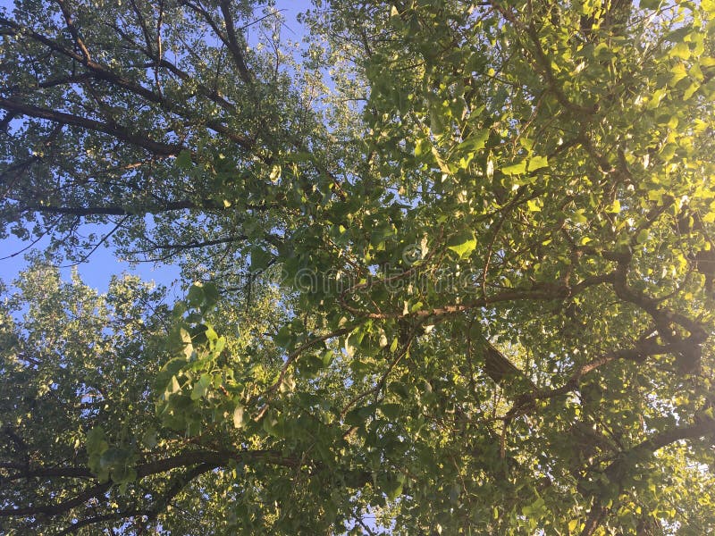 A View of the Sky through the Green Canopy Stock Image - Image of ...