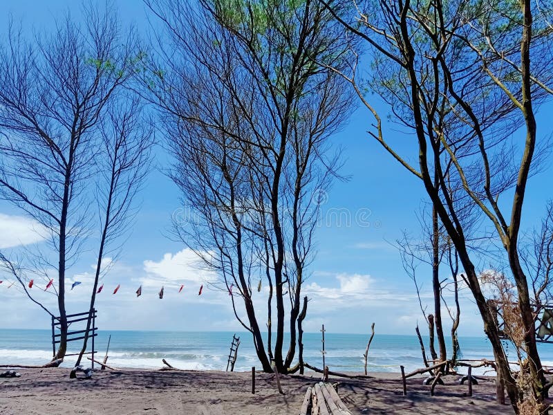A View of a Blue Sky in the Beach with Trees and Sand Stock Image ...