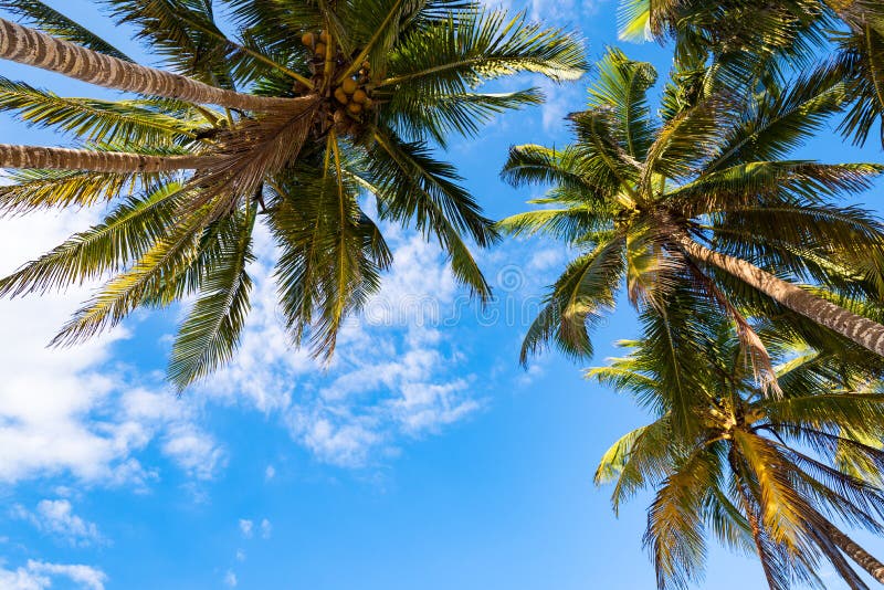 Coconut trees in Cuba stock photo. Image of coco, nuts - 113145872