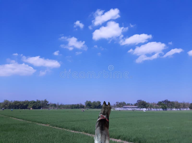 A View of Blue Sky in Daylight Stock Photo - Image of dreamy ...