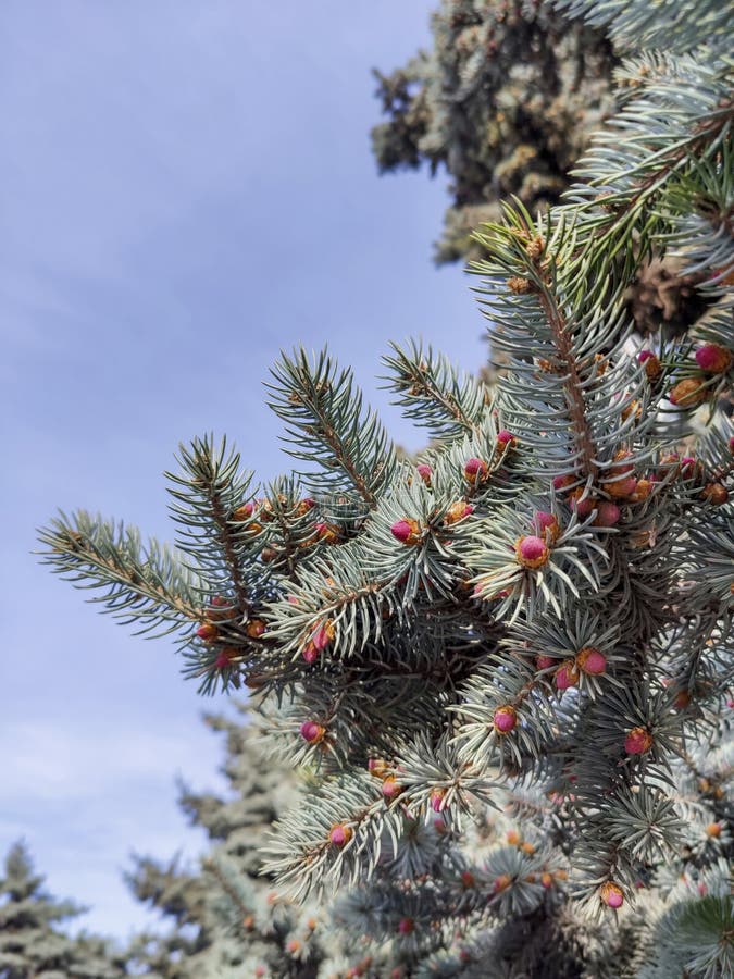 View of Blue Sky with Fluffy Clouds through Fluffy Branches of Blue ...